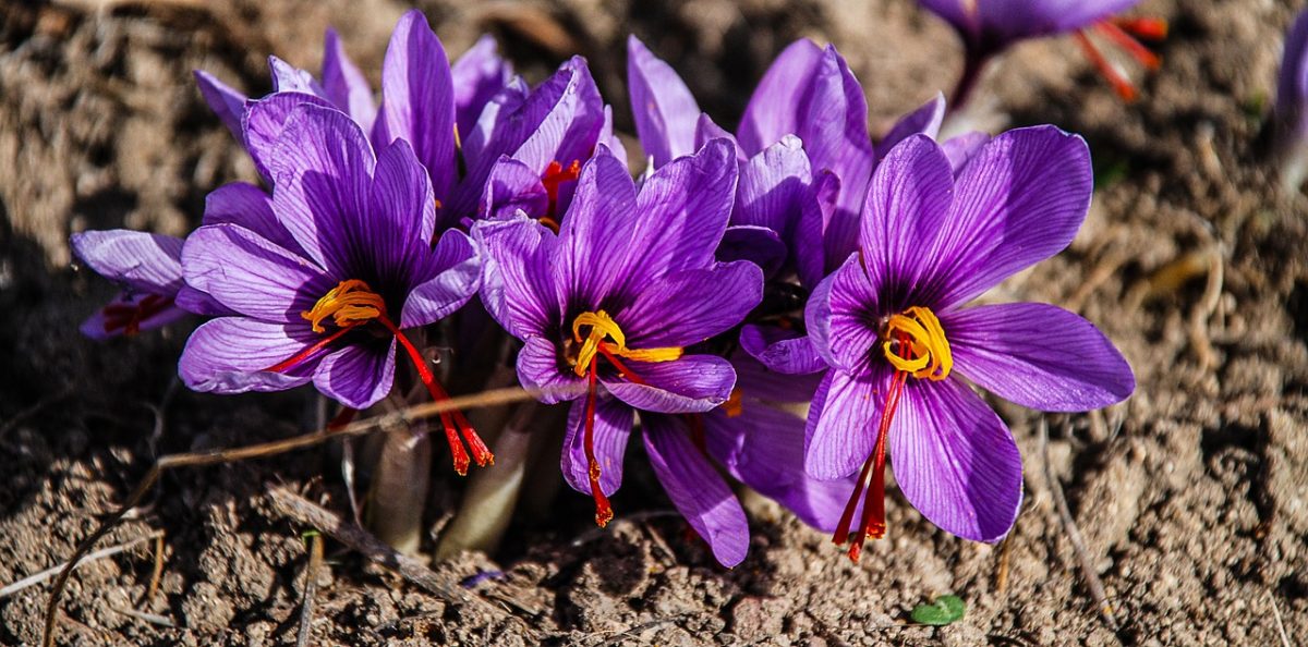 How to Use Iranian Saffron? - ESFEDAN Saffron Co.